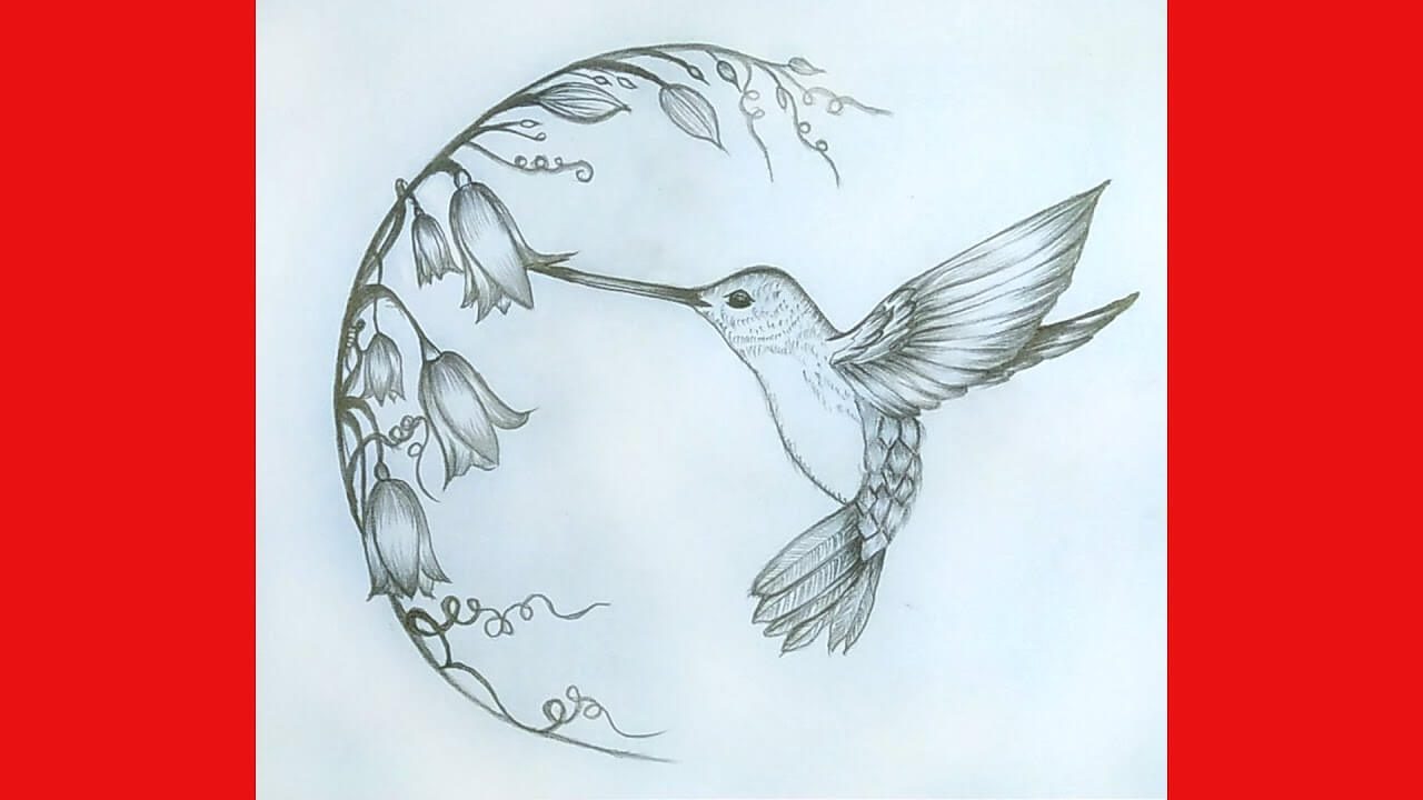 How To Draw A Hummingbird And Flower Step By Step - Infoupdate.org